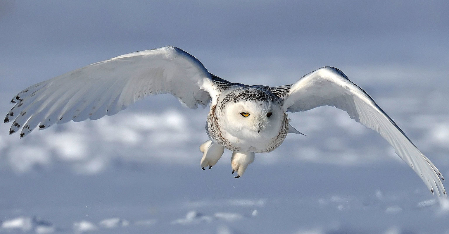 Comment voir un Harfang des neiges au Québec