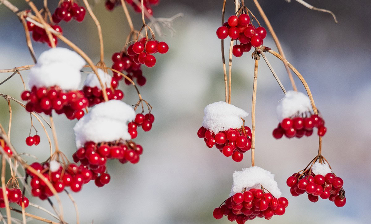 Le Pimbina: un petit fruit d'hiver que l'on retrouve au Québec