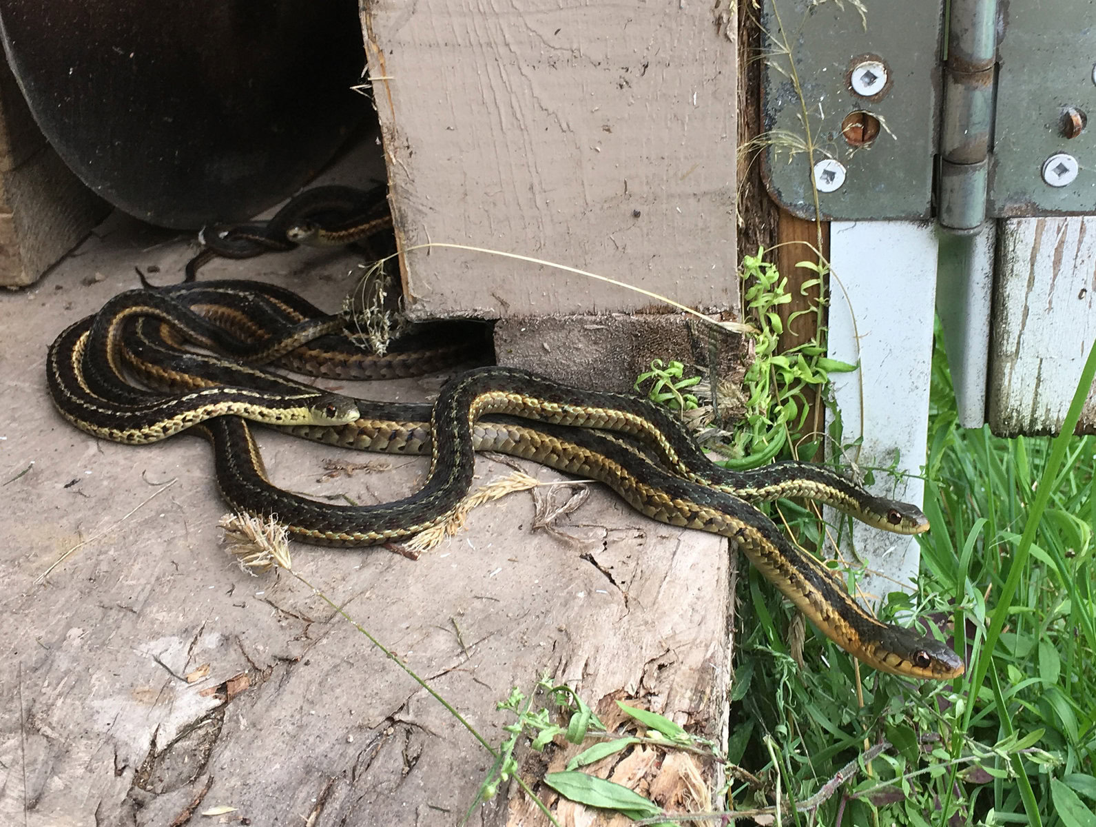 5 mythes sur les serpents qui vivent au Québec!