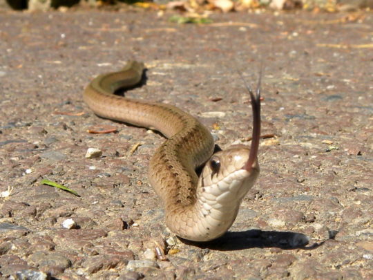 5 mythes sur les serpents qui vivent au Québec!