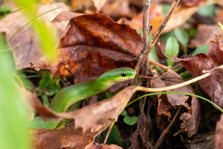 5 mythes sur les serpents qui vivent au Québec!