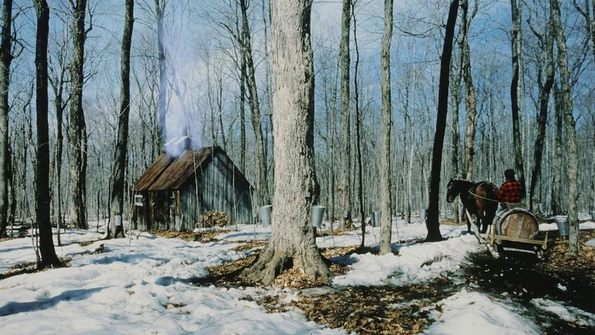 Petite histoire de la cabane à sucre