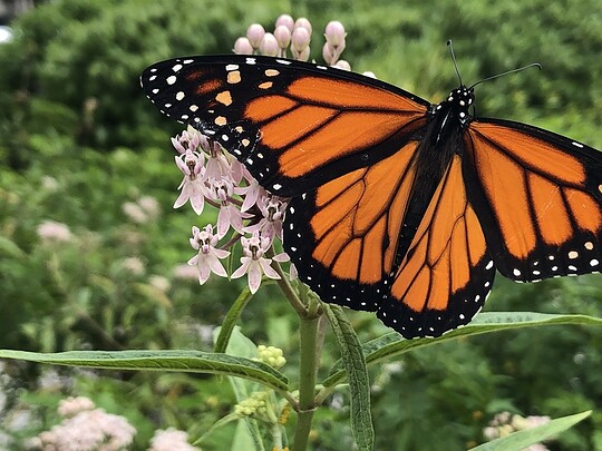 10 papillons à observer cet été au Québec