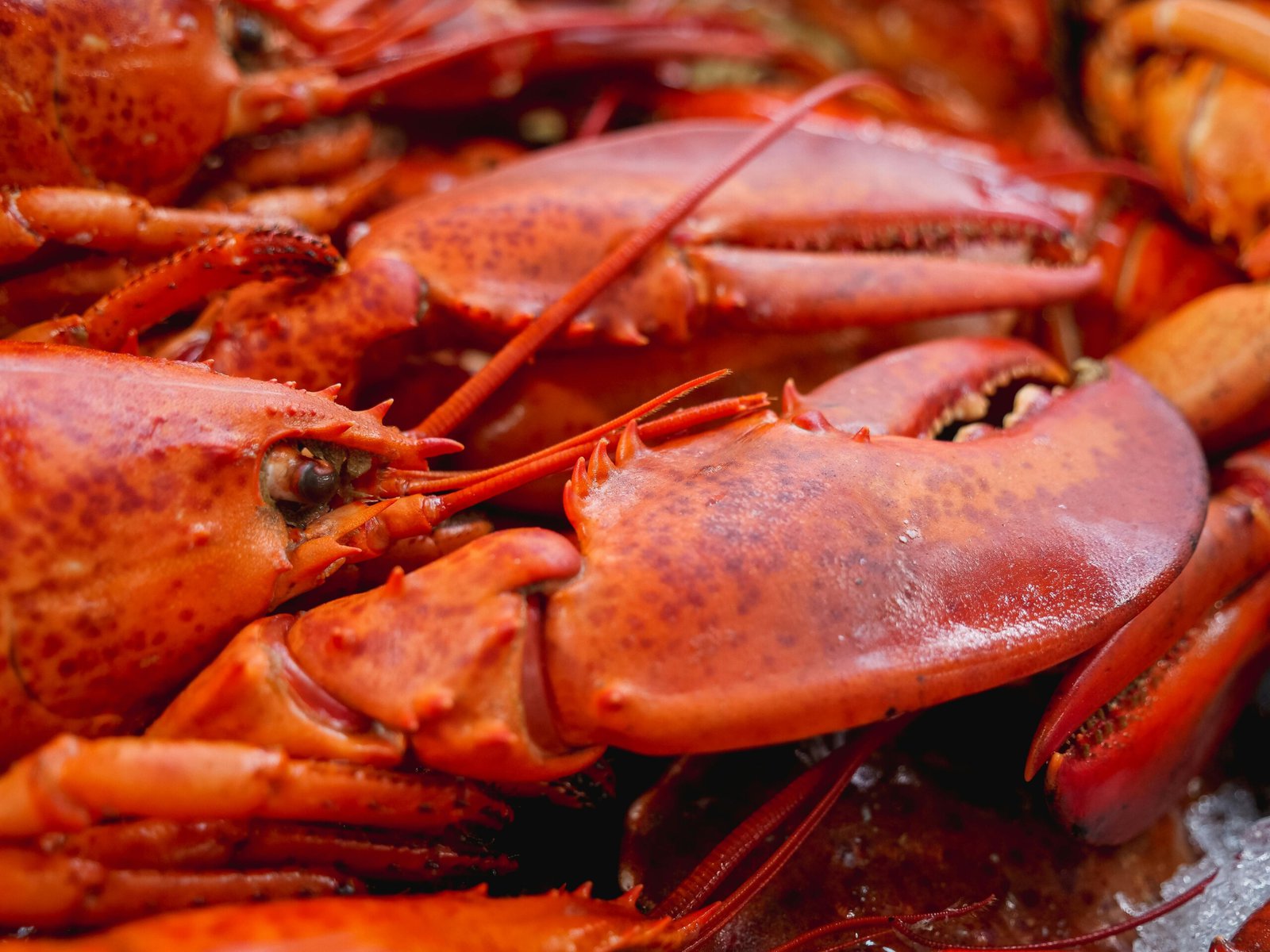 De la mer à l'assiette: tout sur le homard québécois