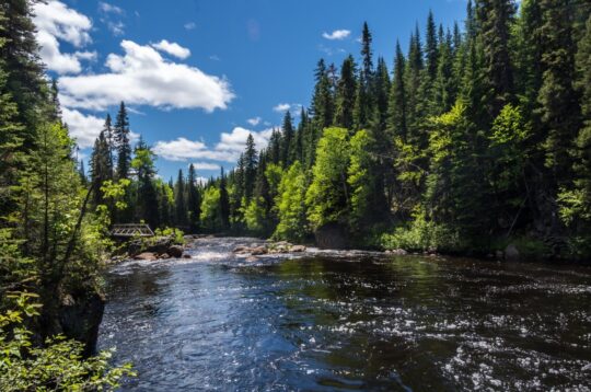 Les conifères du Québec