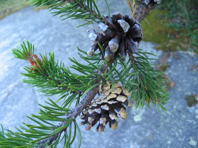 Les conifères du Québec