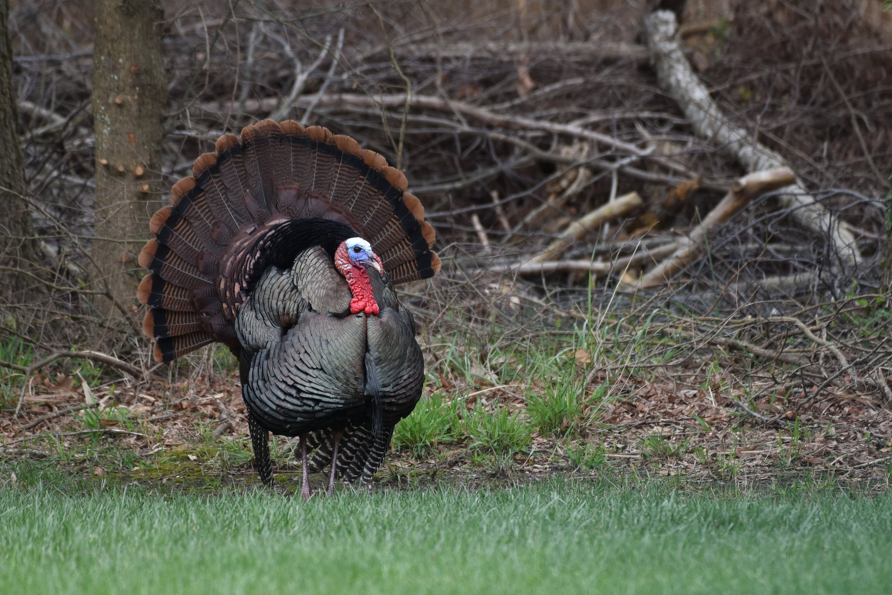 Le dindon sauvage ou la grosse dinde noire du Québec 🦃